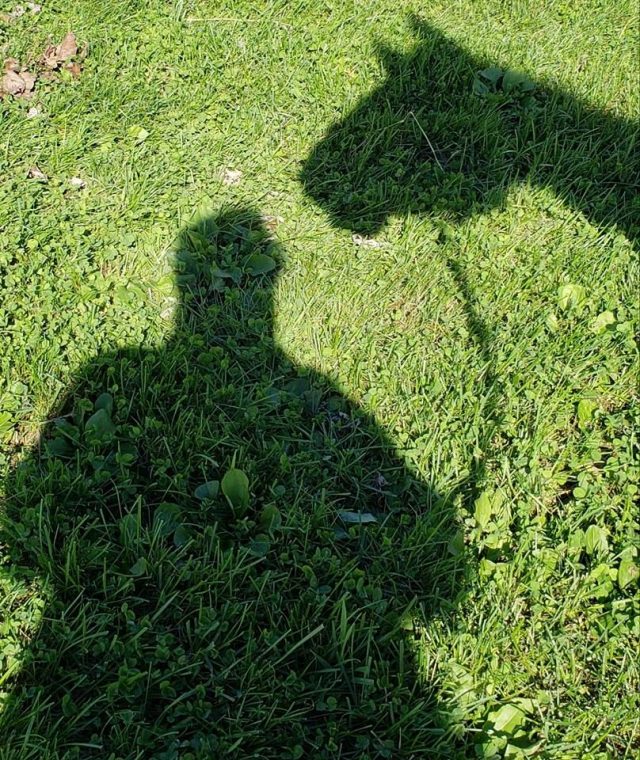 Photo Challenge: 30 Shadows and Unique Angles | HORSE NATION