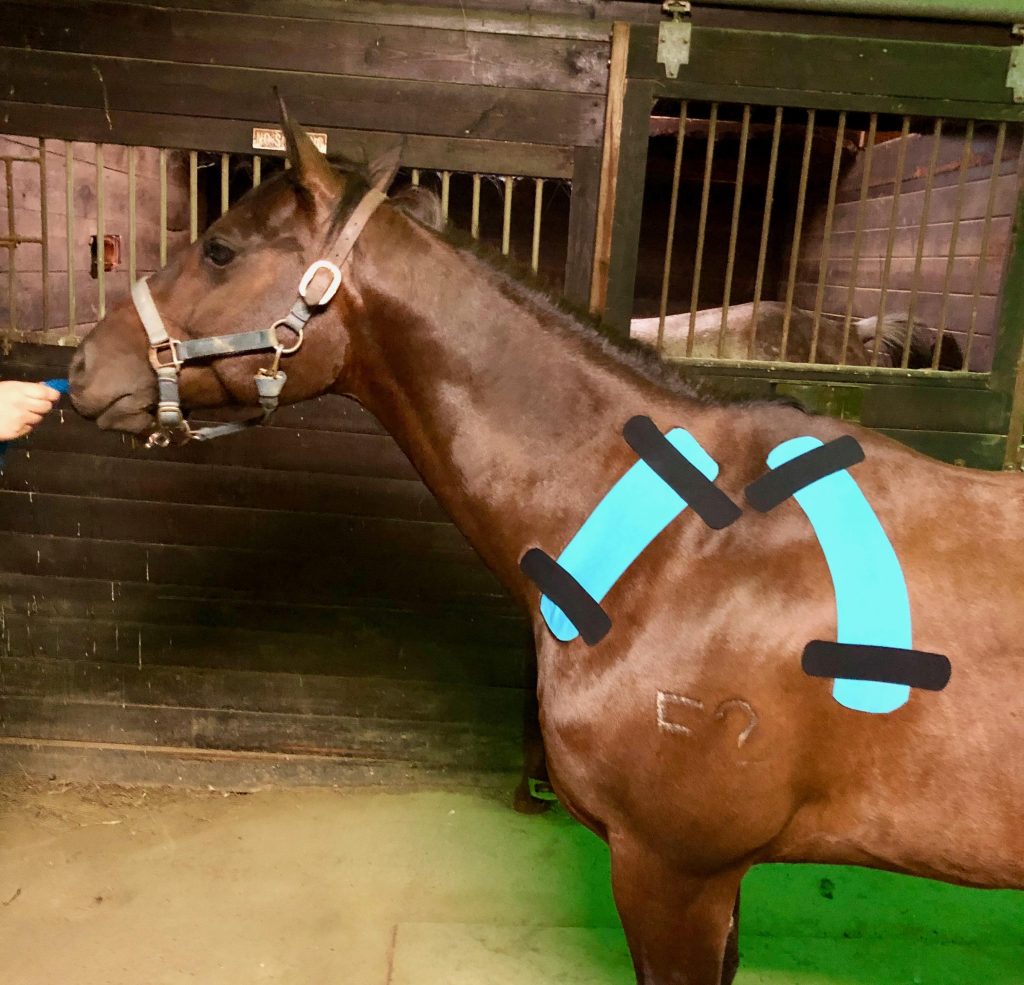 Weekend Wellness: Equine Kinesiology Tape | HORSE NATION