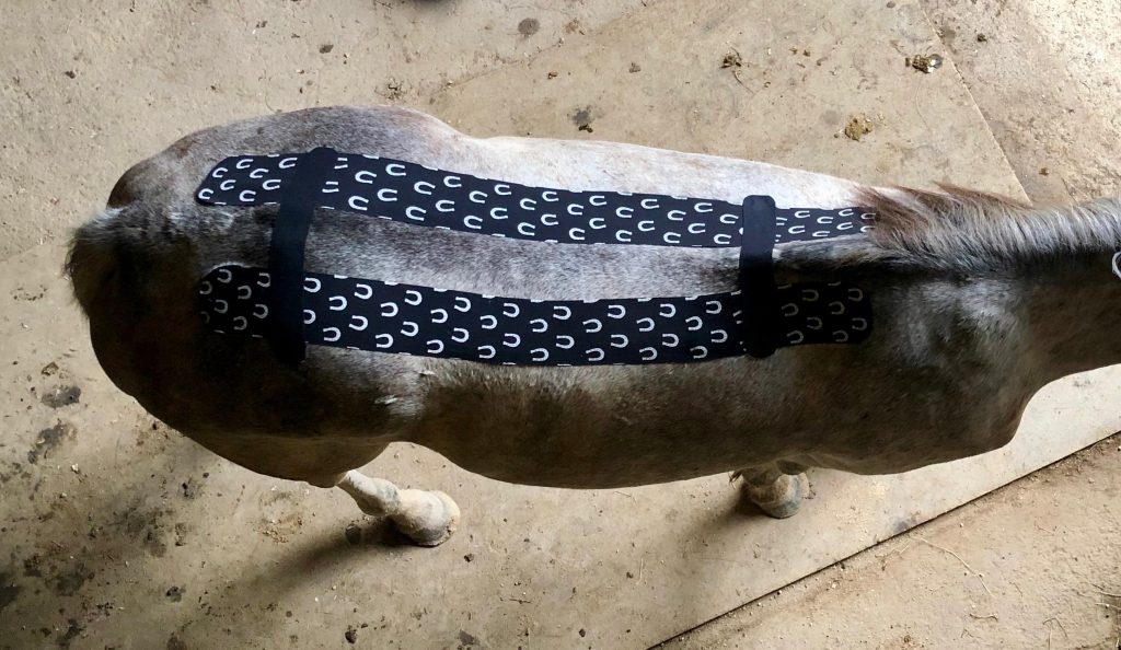 Weekend Wellness: Equine Kinesiology Tape | HORSE NATION