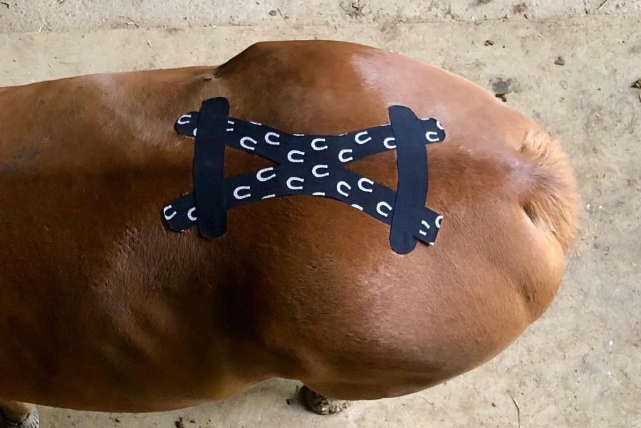 Weekend Wellness: Equine Kinesiology Tape | HORSE NATION