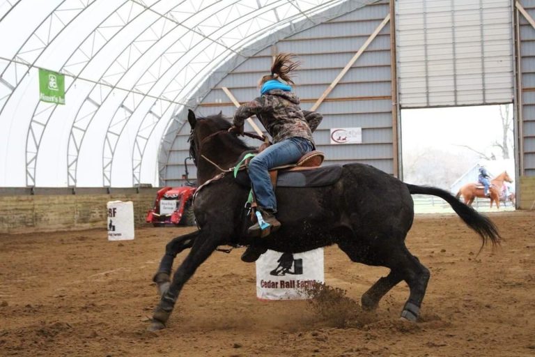 Stories of Standardbreds, Part III: Rudy | HORSE NATION