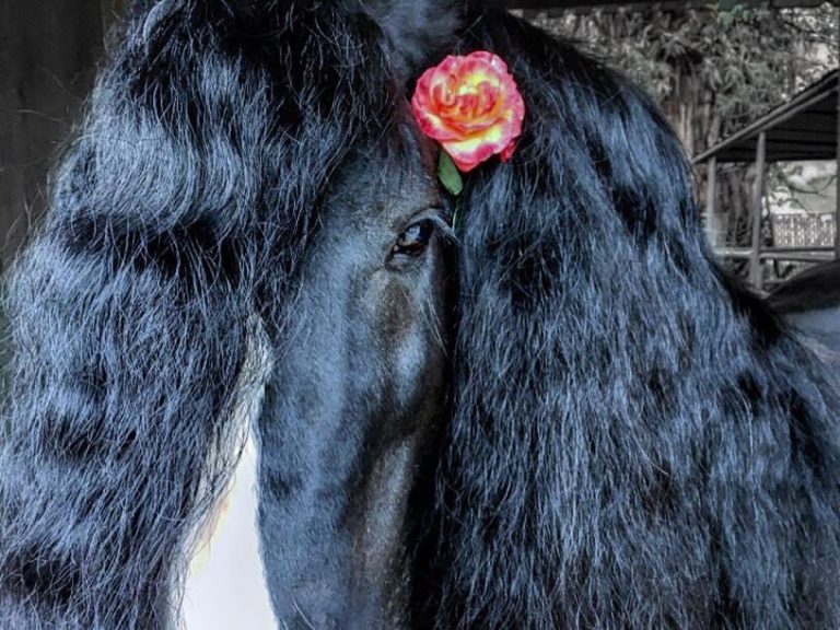 Multiple Running Braid Tutorial for Horses With Full Manes | HORSE NATION