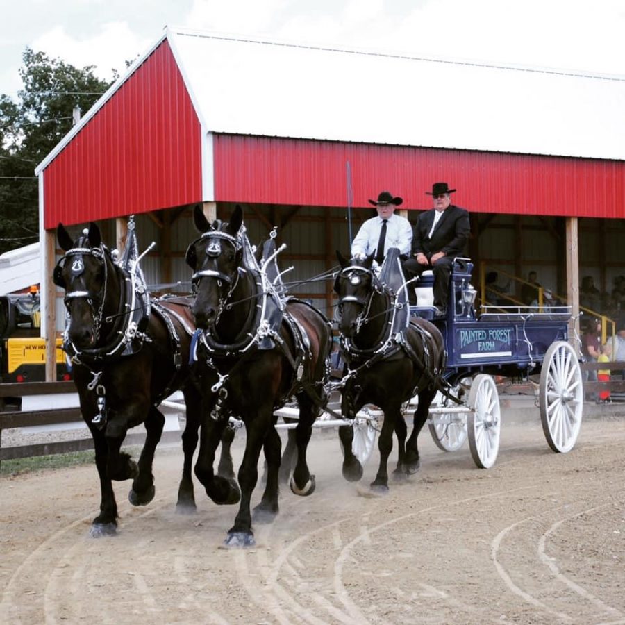 Photo Challenge: 24 Nicely Turned-Out Horses | HORSE NATION