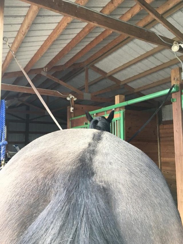Photo Challenge: 26 Equine Rear-End Views | HORSE NATION