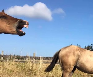 Photo Challenge: 26 Equine Rear-End Views | HORSE NATION