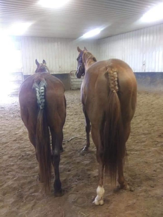 Photo Challenge: 26 Equine Rear-End Views | HORSE NATION