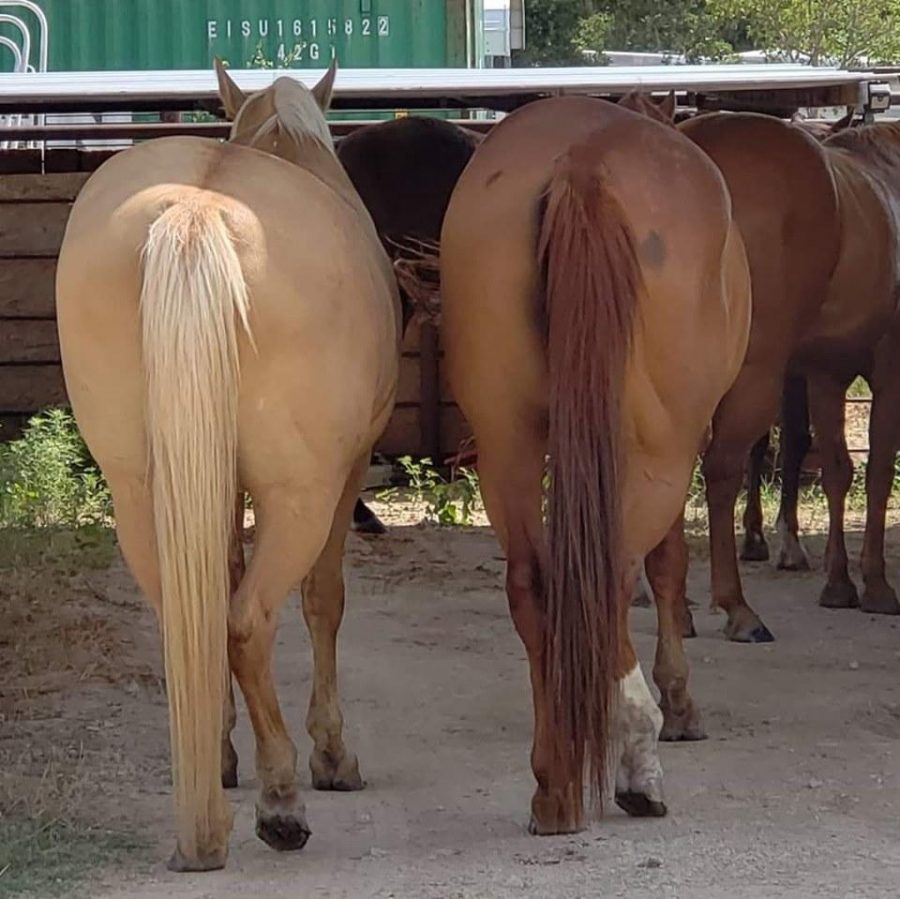 Photo Challenge: 26 Equine Rear-End Views | HORSE NATION
