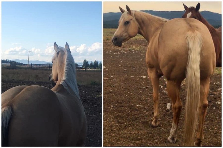 Photo Challenge: 26 Equine Rear-End Views | HORSE NATION