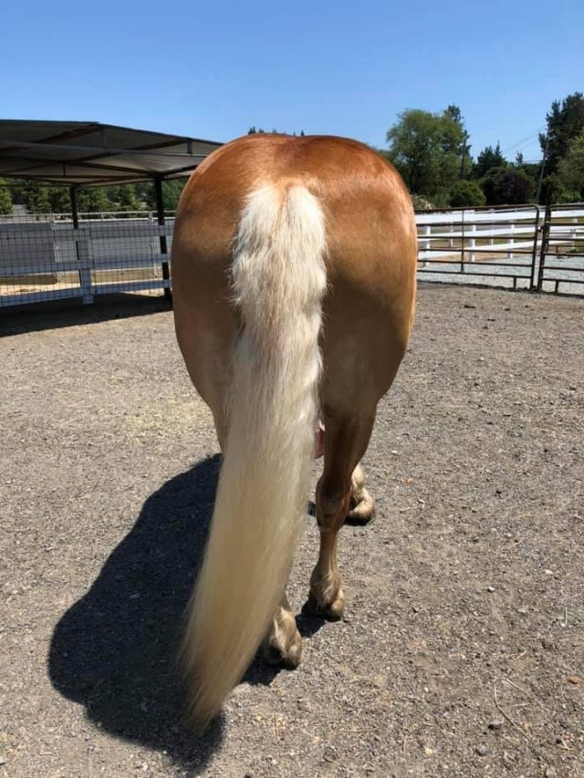 Photo Challenge: 26 Equine Rear-End Views | HORSE NATION