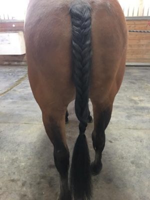 Photo Challenge: 26 Equine Rear-End Views | HORSE NATION