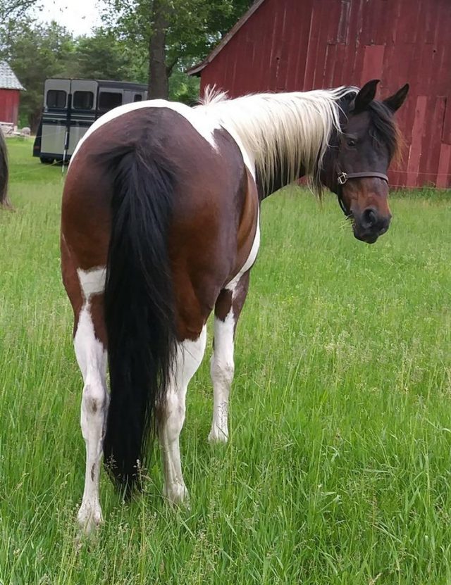 Photo Challenge: 26 Equine Rear-End Views | HORSE NATION