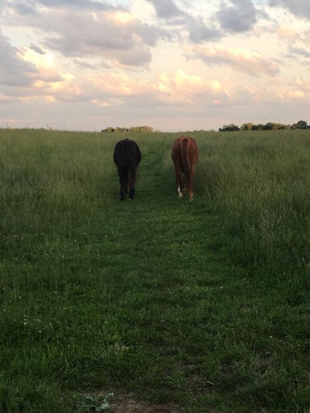 Photo Challenge: 26 Equine Rear-End Views | HORSE NATION