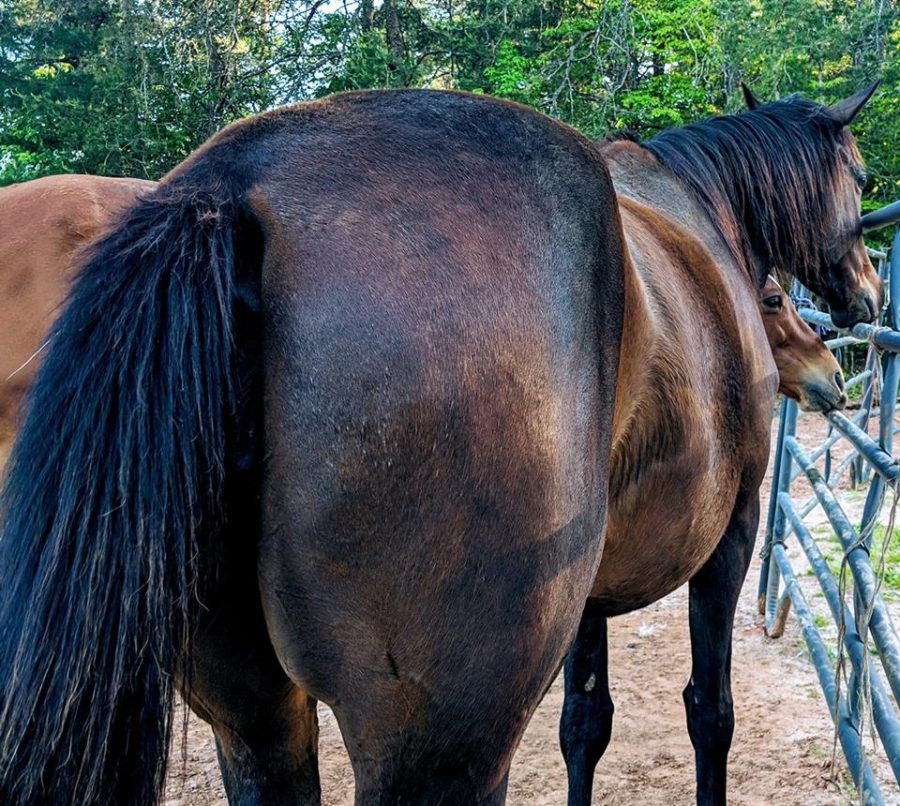 Photo Challenge: 26 Equine Rear-End Views | HORSE NATION
