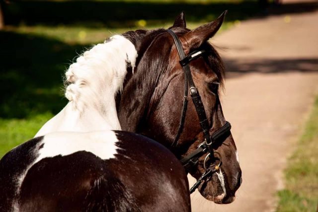 Photo Challenge: 26 Equine Rear-End Views | HORSE NATION
