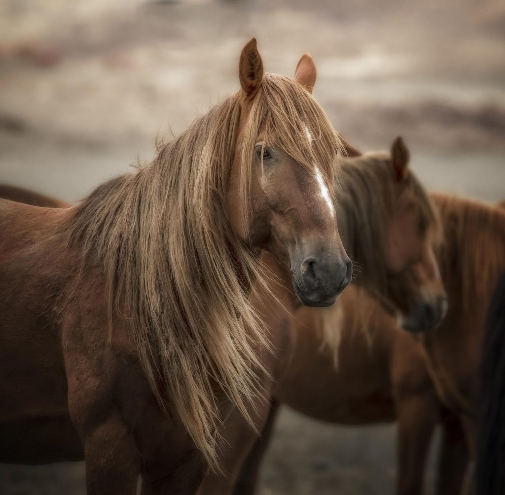 Behold Freedom: Wild Mustangs of Onaqui Mountains | HORSE NATION
