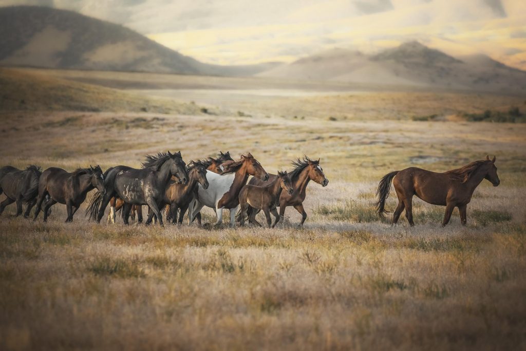 Behold Freedom: Wild Mustangs of Onaqui Mountains | HORSE NATION