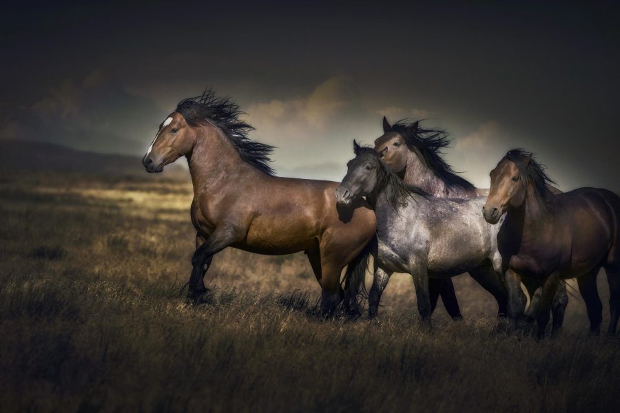 Behold Freedom: Wild Mustangs of Onaqui Mountains | HORSE NATION