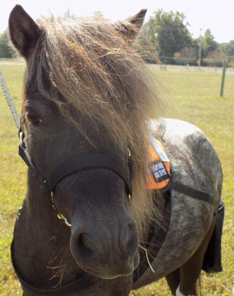 Little King Ranch Is All About The Smiles HORSE NATION little-king-ranch-is-all-about-the-smiles-horse-nation