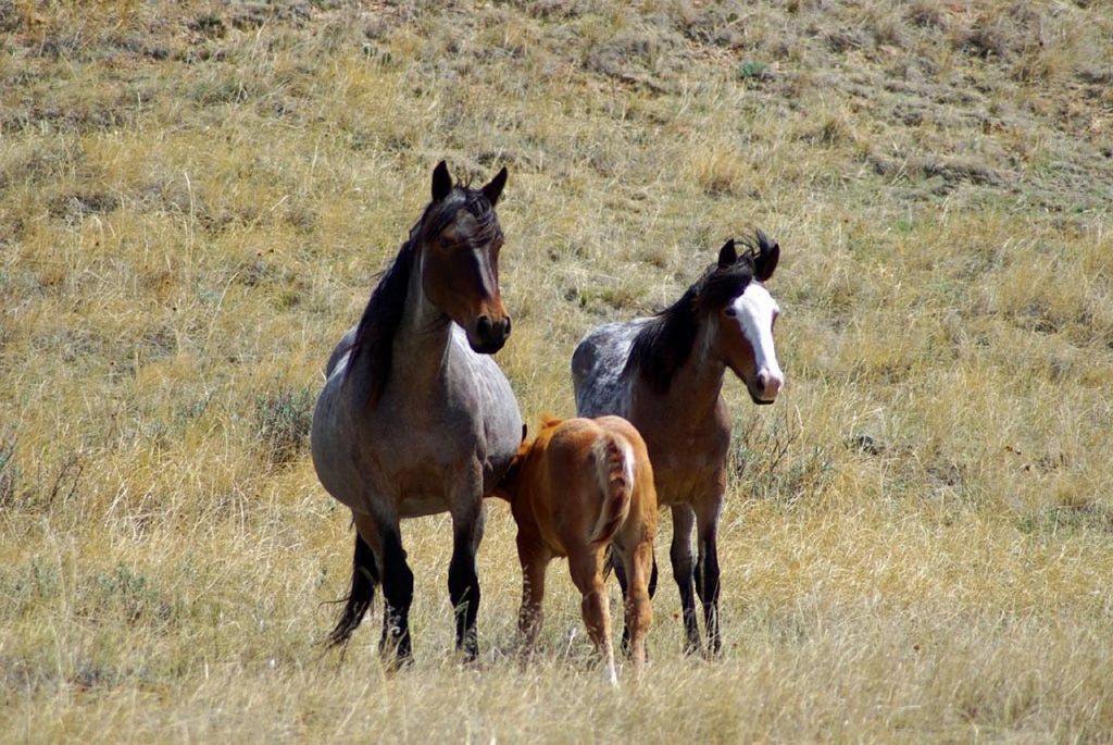 SAFE Act Insights | HORSE NATION