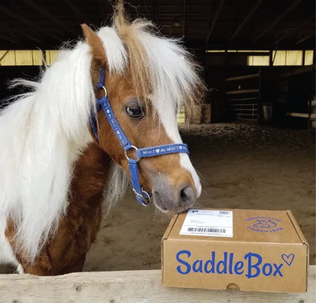 Product Review: SaddleBox | HORSE NATION