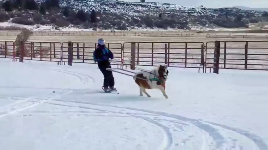 Thursday Video: Ski … Driving? | HORSE NATION