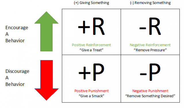 Rebuilding a Training Program | HORSE NATION
