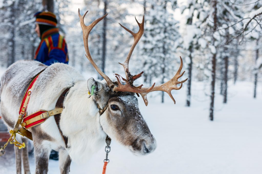 E.L.V.E.S. Are Keeping Reindeer Ready to Fly This Christmas Eve | HORSE ...