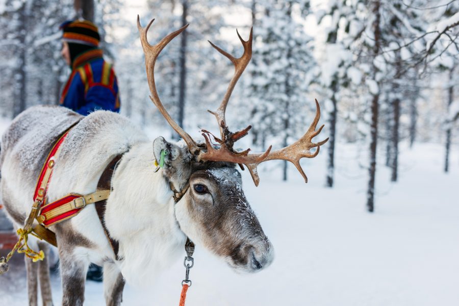 E.L.V.E.S. Are Keeping Reindeer Ready to Fly This Christmas Eve | HORSE ...
