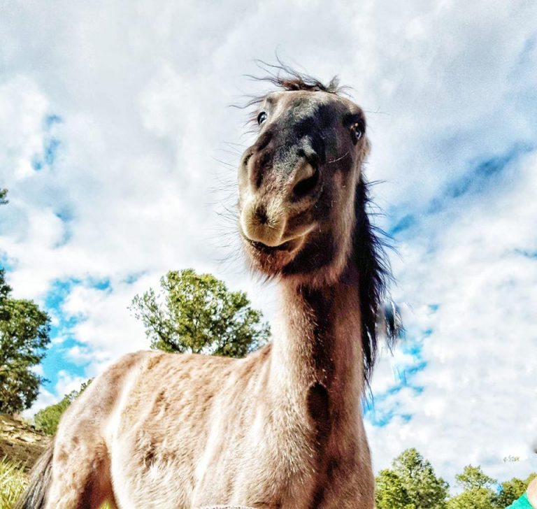 Reader Photo Challenge: 15 Intriguing Angles | HORSE NATION