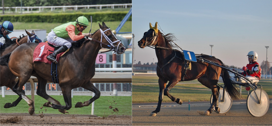 Riding Retired Racehorses: A Comparison of Standardbreds and ...