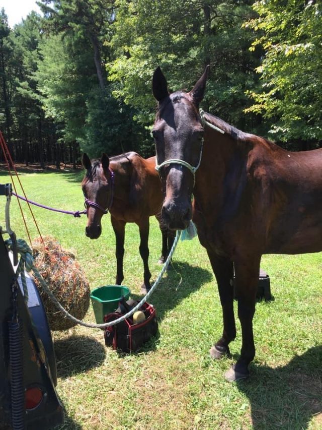 Riding Retired Racehorses: A Comparison of Standardbreds and ...