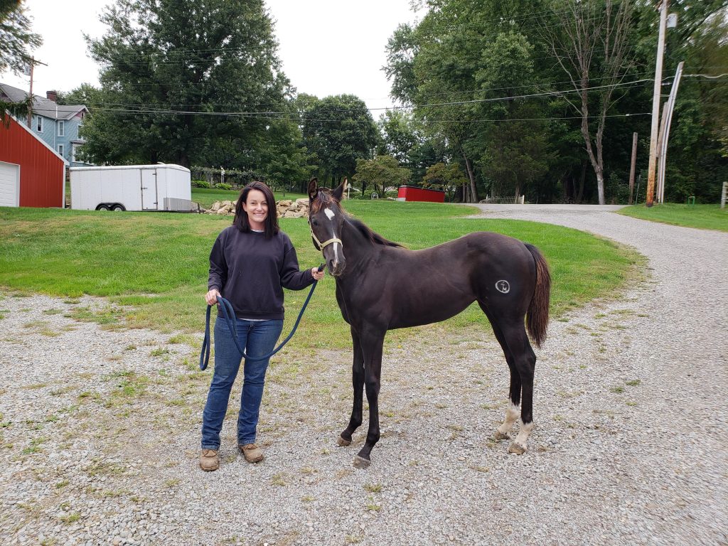 Bringing up Baby: What Can Be Accomplished in the Weanling and Yearling ...