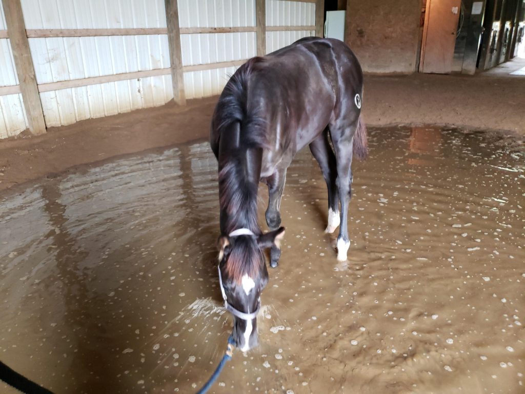 Bringing up Baby: What Can Be Accomplished in the Weanling and Yearling ...