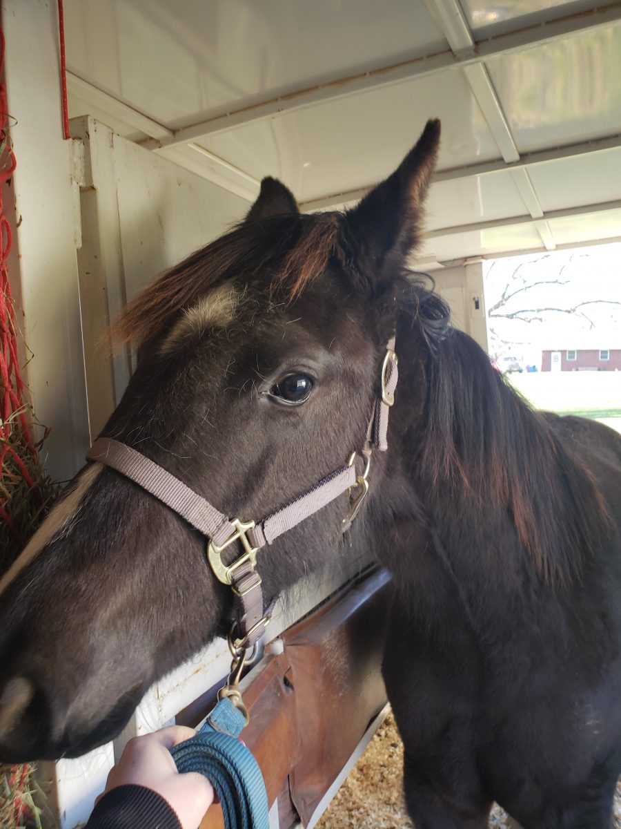 Bringing up Baby: What Can Be Accomplished in the Weanling and Yearling ...