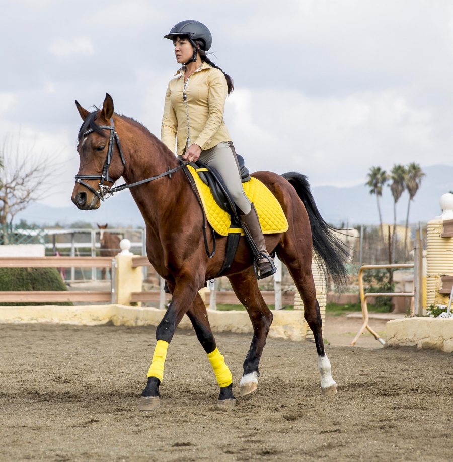 #EQUITATION | HORSE NATION