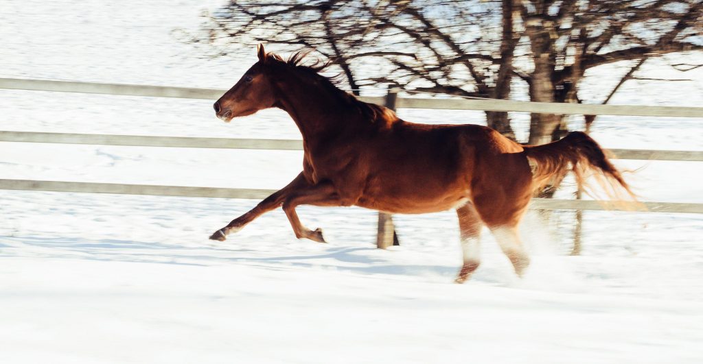 10 (More) Life Lessons From Horses | HORSE NATION
