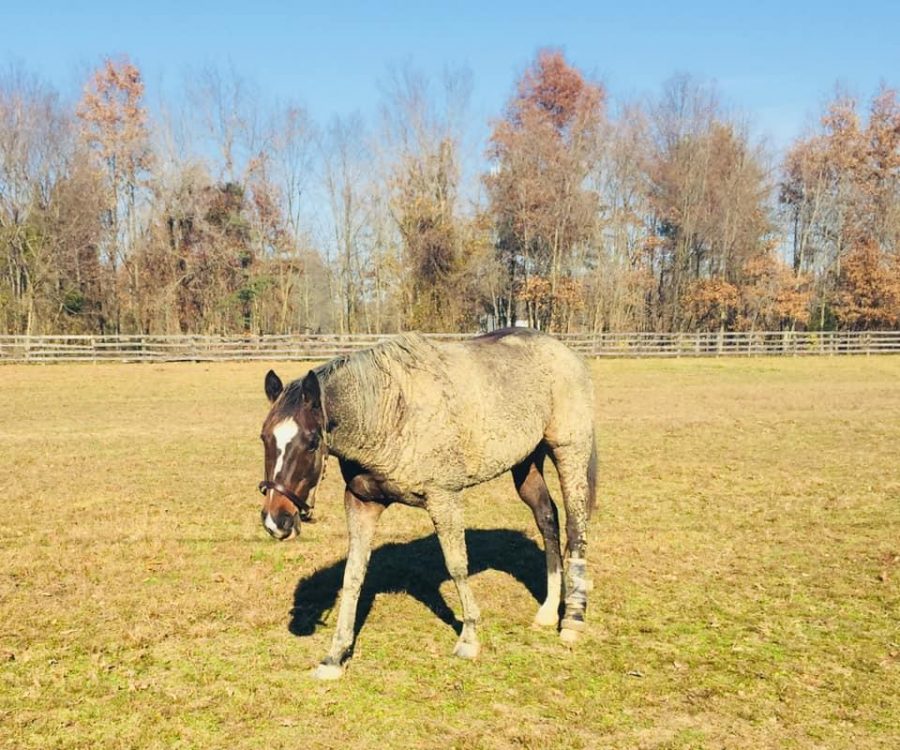 Photo Challenge: Eight Very Muddy Horses | HORSE NATION