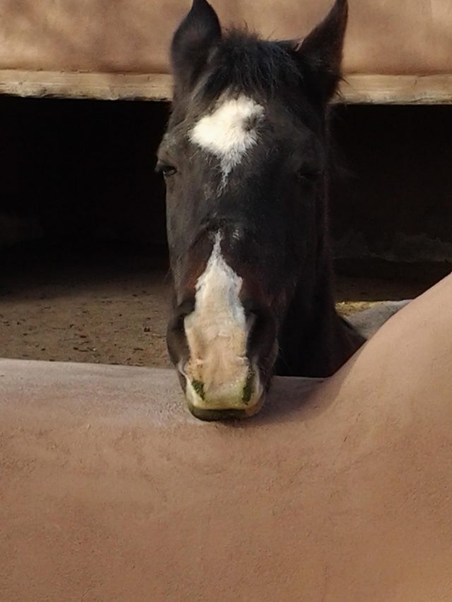 Book Review & Author Interview: Ginger Gaffney’s “Half Broke” | HORSE ...