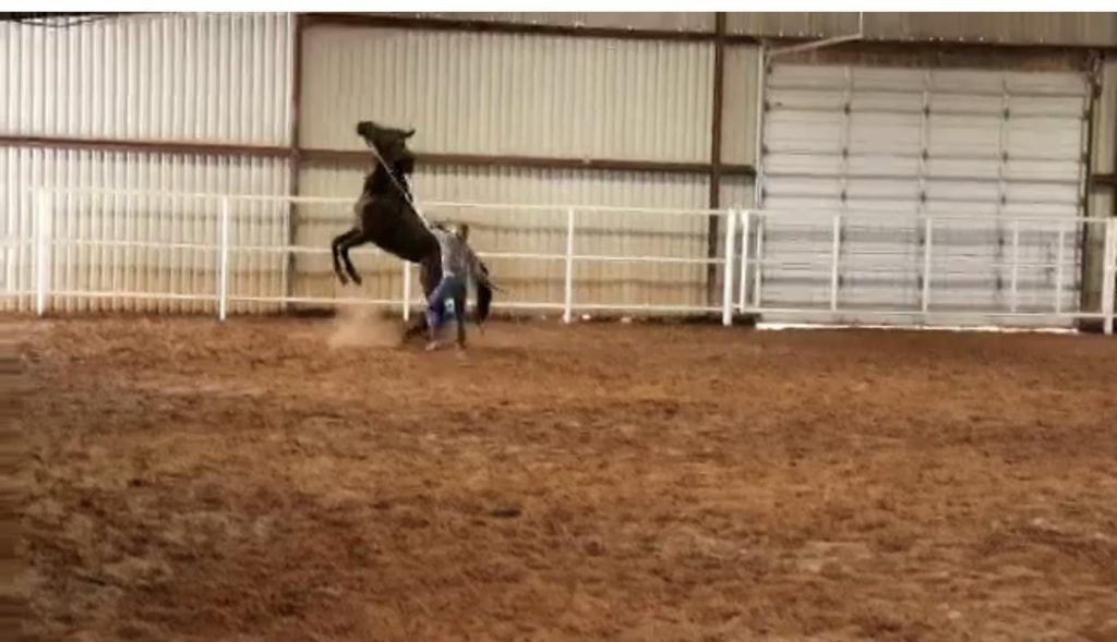 Off to the Races: Meet Brandy & Fancy | HORSE NATION