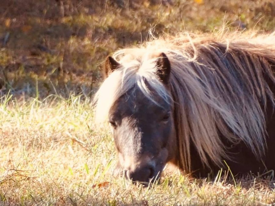 Photo Challenge: 15 Horses Laying Low | HORSE NATION