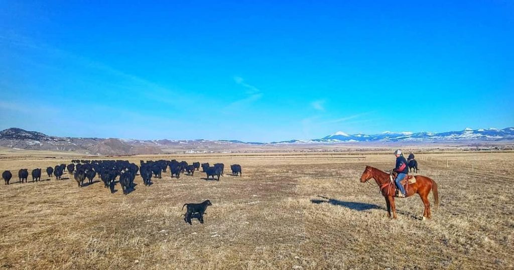 National Annual Colt Sale of MCH and UMW Still a Success After Moving ...