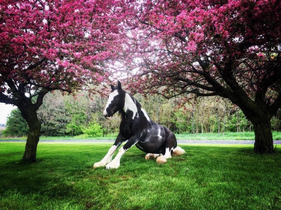 Photo Challenge: 16 Spring Snapshots | HORSE NATION