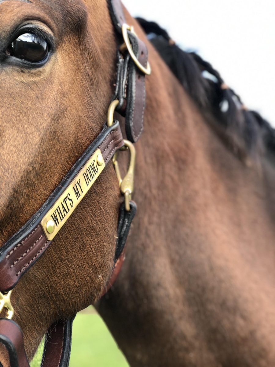 Plans Change: Brandy & Fancy | HORSE NATION