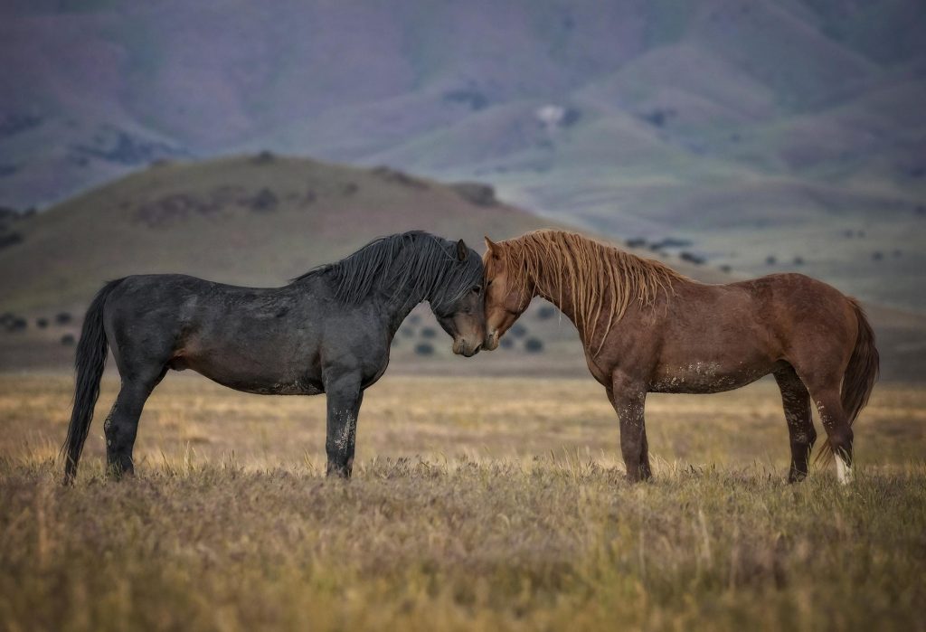 Don’t Believe Everything You Think – With Wild Mustangs and Life ...