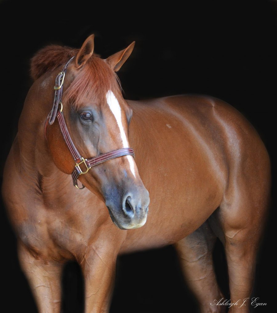 Bringing People Together: Dashing Hunter | HORSE NATION