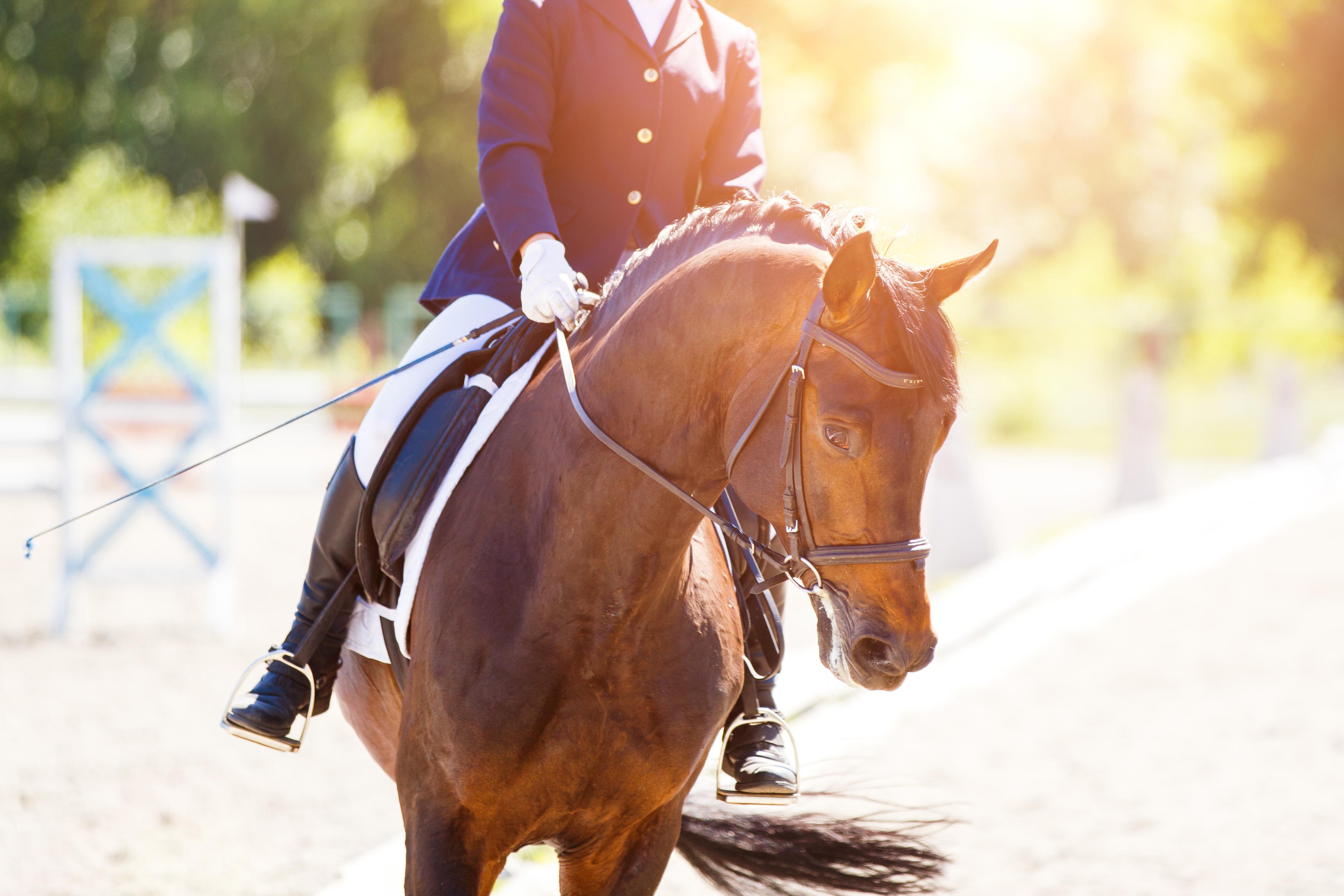 Best Of JN The Value Of Stressage I Mean Dressage HORSE NATION Best Of JN The Value Of Stressage I Mean Dressage HORSE NATION