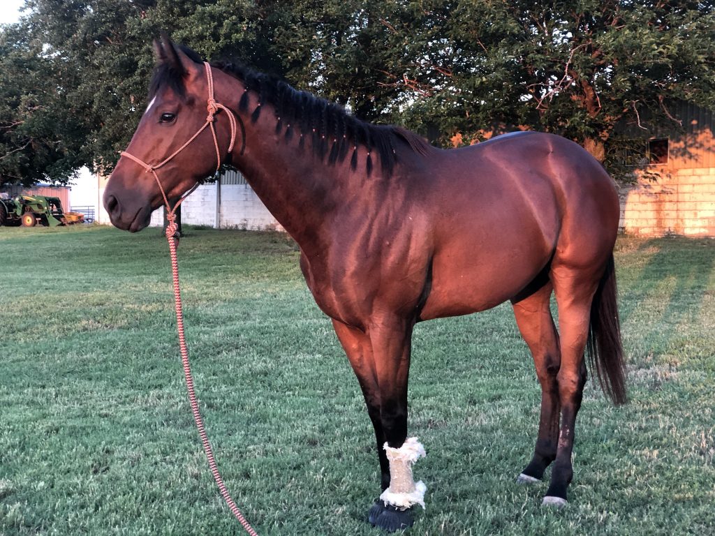 Feet and Physique: Brandy & Fancy | HORSE NATION