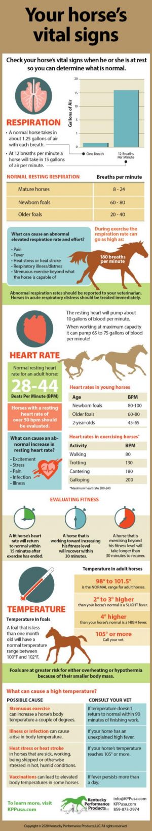 Kentucky Performance Products: Your Horse’s Vital Signs | HORSE NATION