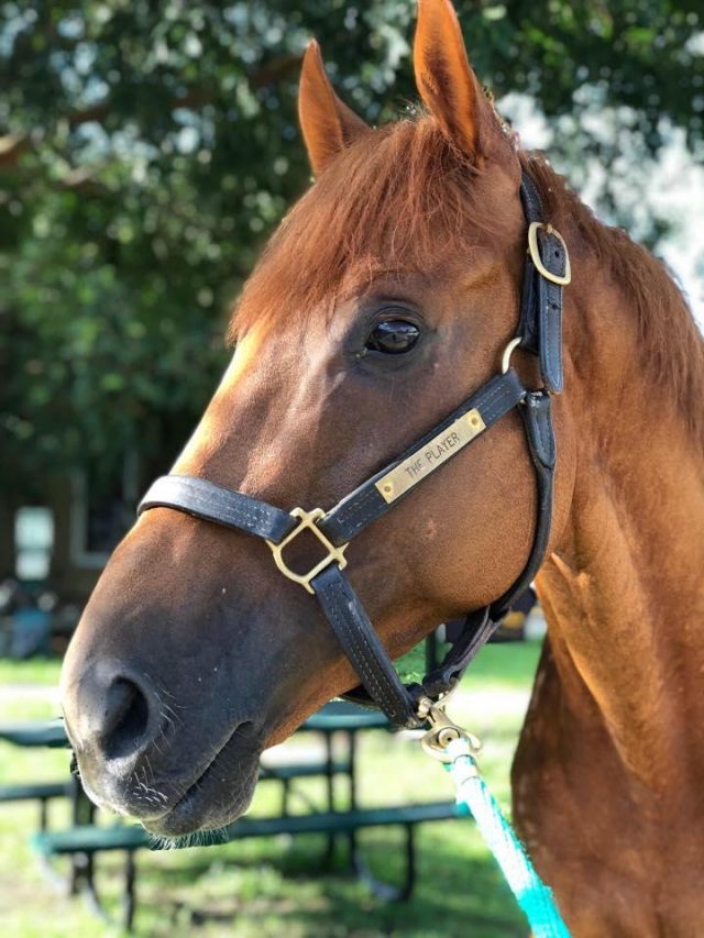 Winner’s Circle Redefined: The Comeback of The Player | HORSE NATION