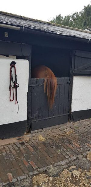 Photo Challenge: 18 Horses Who Are Just Done With 2020 | HORSE NATION